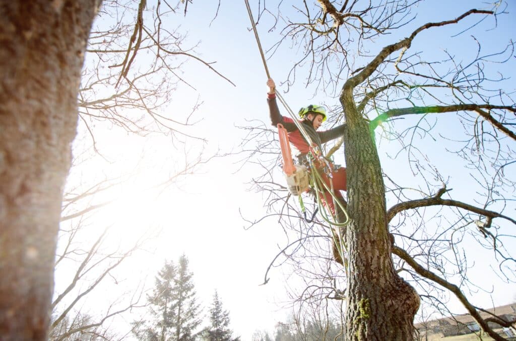 Monkeyman's Tree Service in Portland | Certified Arborists