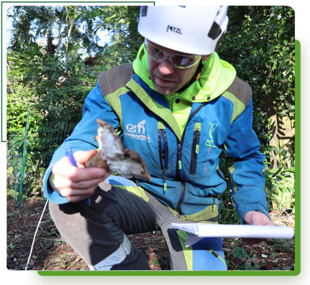 Local Tree Inspection Experts in Portland