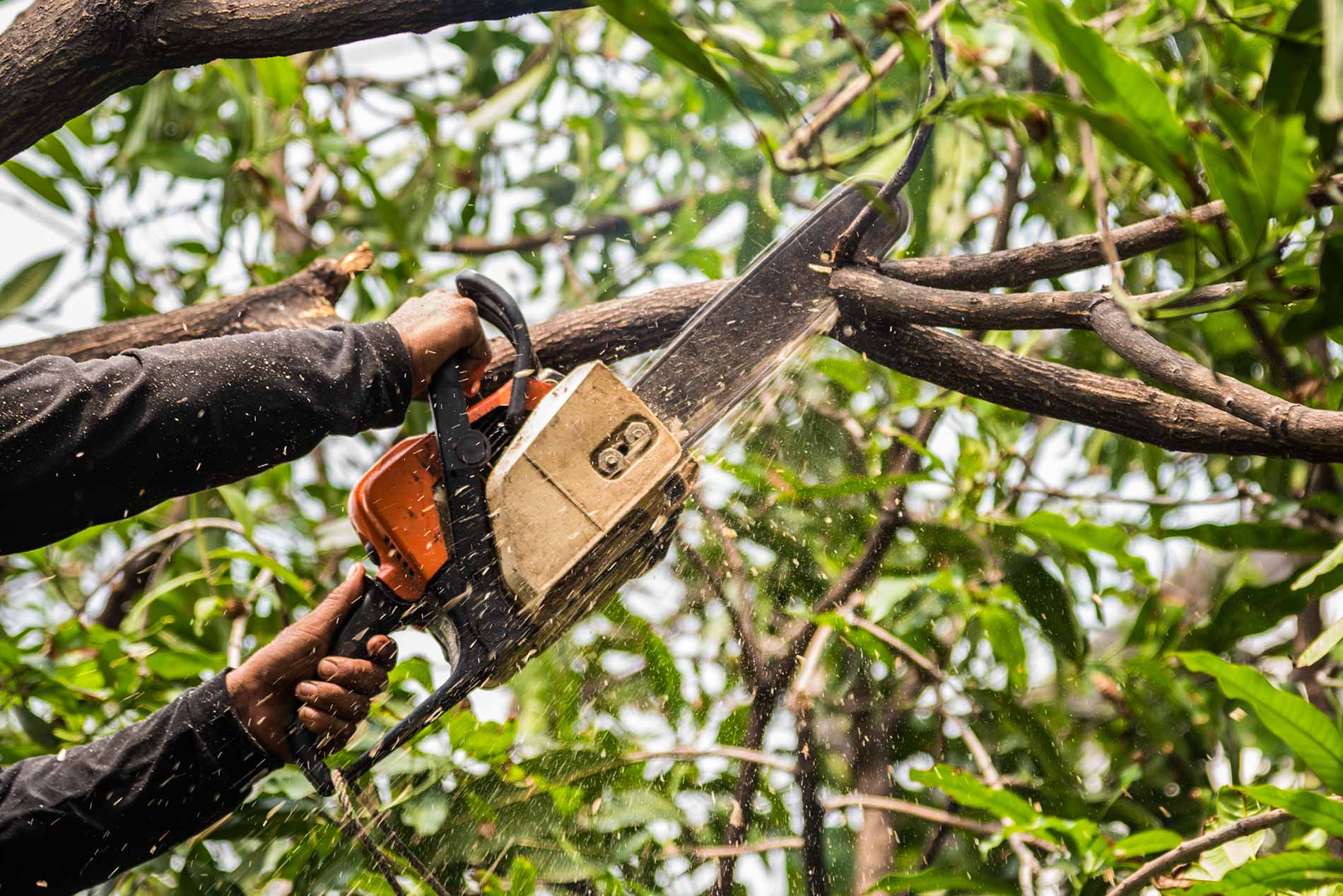 Monkeyman's Tree Service | Tree Services in Portland, OR