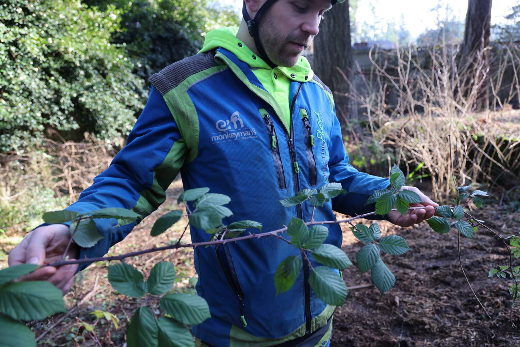 Himalayan Blackberry Control Methods & Tips | Monkeyman's