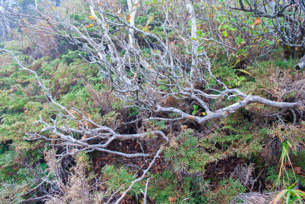 Tame Overgrown Trees | Safe and Effective Solutions