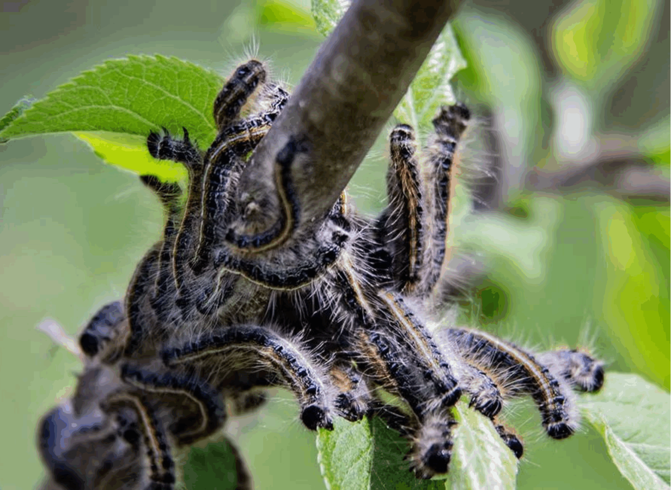 What Bugs Eat Trees? A Homeowner’s Guide | Monkeyman’s