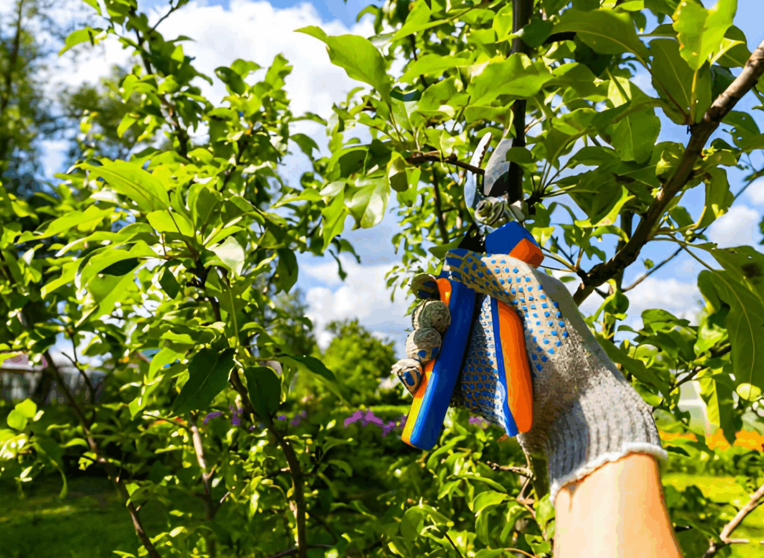 Professional Tree Pruning: Costs, Benefits & Tips